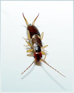 oorworm